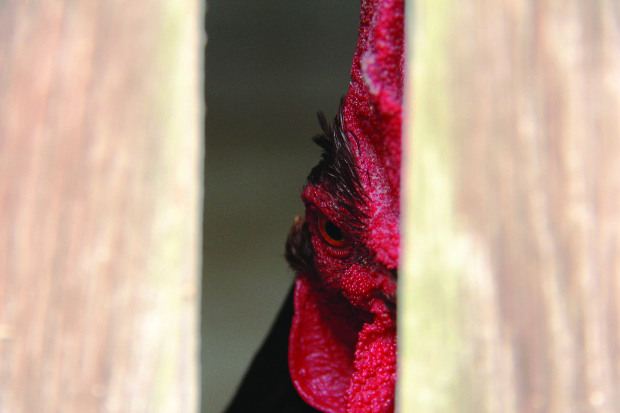 The Great Chicken Debate – East Coast Current