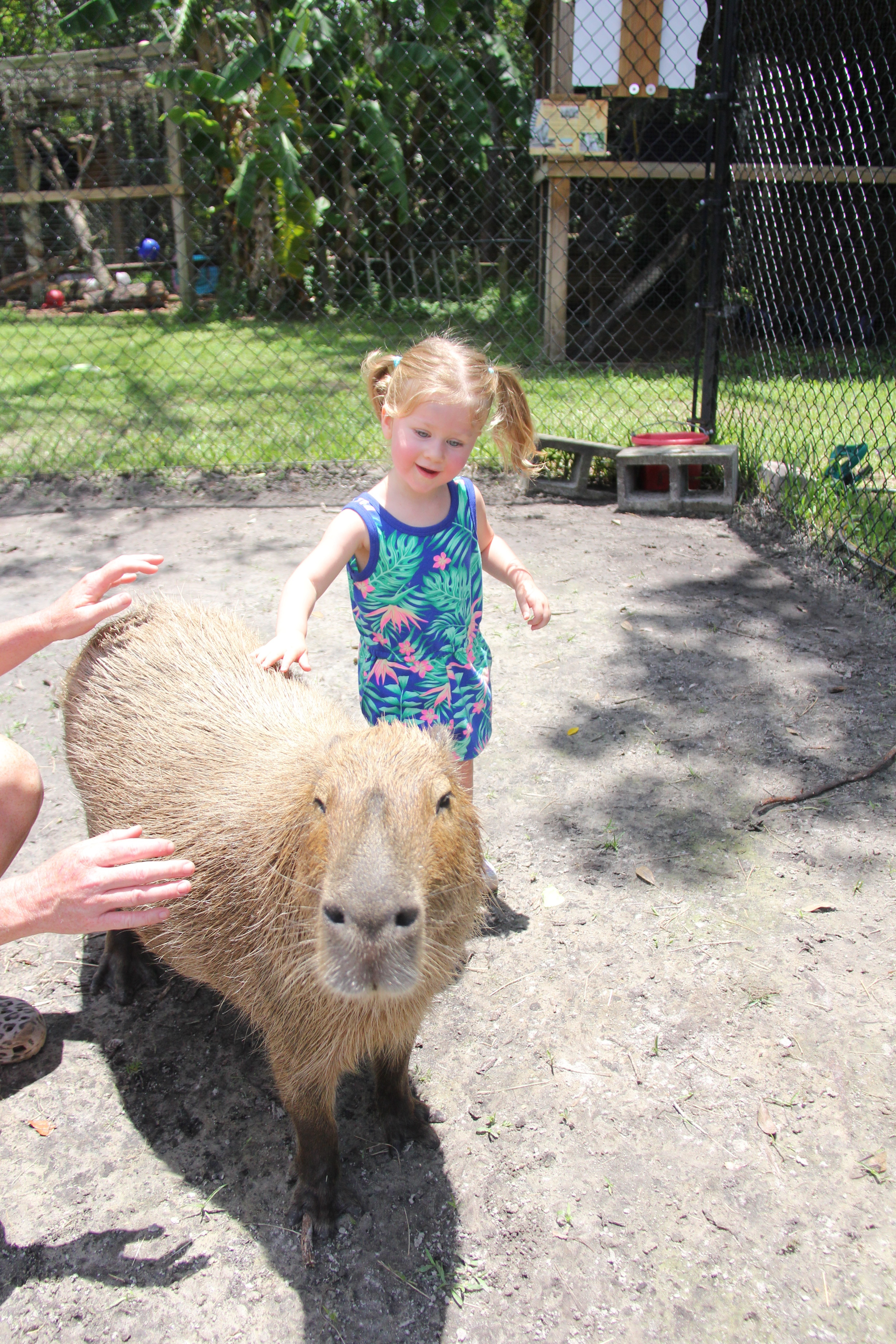 Epic Encounter – Amazing Animals in St. Cloud, FL – East Coast Current